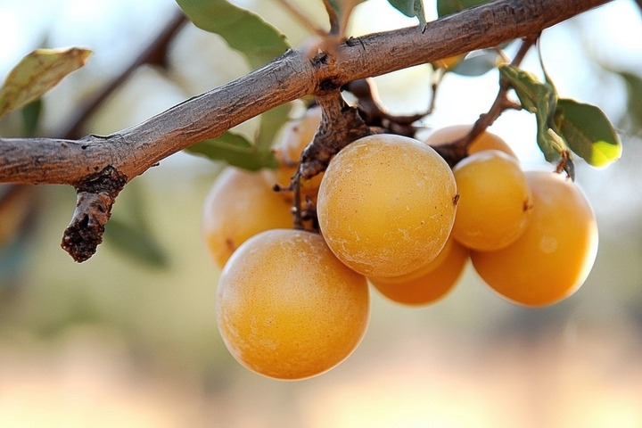 Marula Oil for Hair Growth: Evidence Review 2026 - Wimpole Clinic