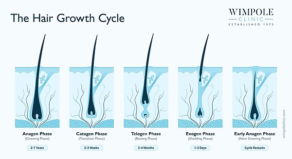 Can You Regrow Hair Naturally In 3 Weeks? 10 Regrowth Tips