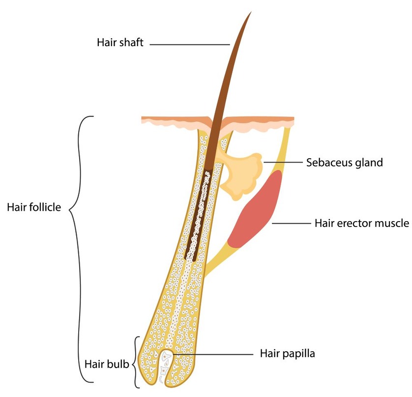 Hair Follicle Infection: Symptoms, Prevention and Treatment