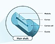Hair Anatomy, Hair Diagrams and The Mechanisms of Hair Loss