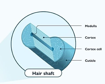 Hair Anatomy, Hair Diagrams and The Mechanisms of Hair Loss