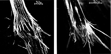 What To Do About Frizzy Broken Hair On Top Of Your Head